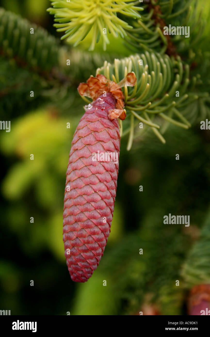 Ornamental green cone hi-res stock photography and images - Alamy