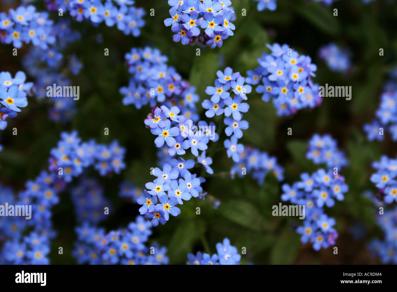 A cluster of delicate forget-me-nots in bloom Stock Photo - Alamy