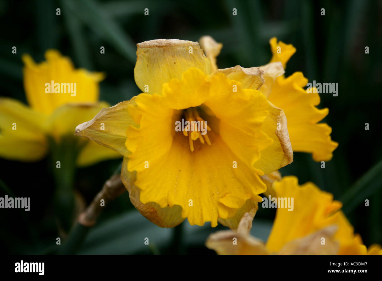 Showcasing bright yellow flowers hi-res stock photography and images ...