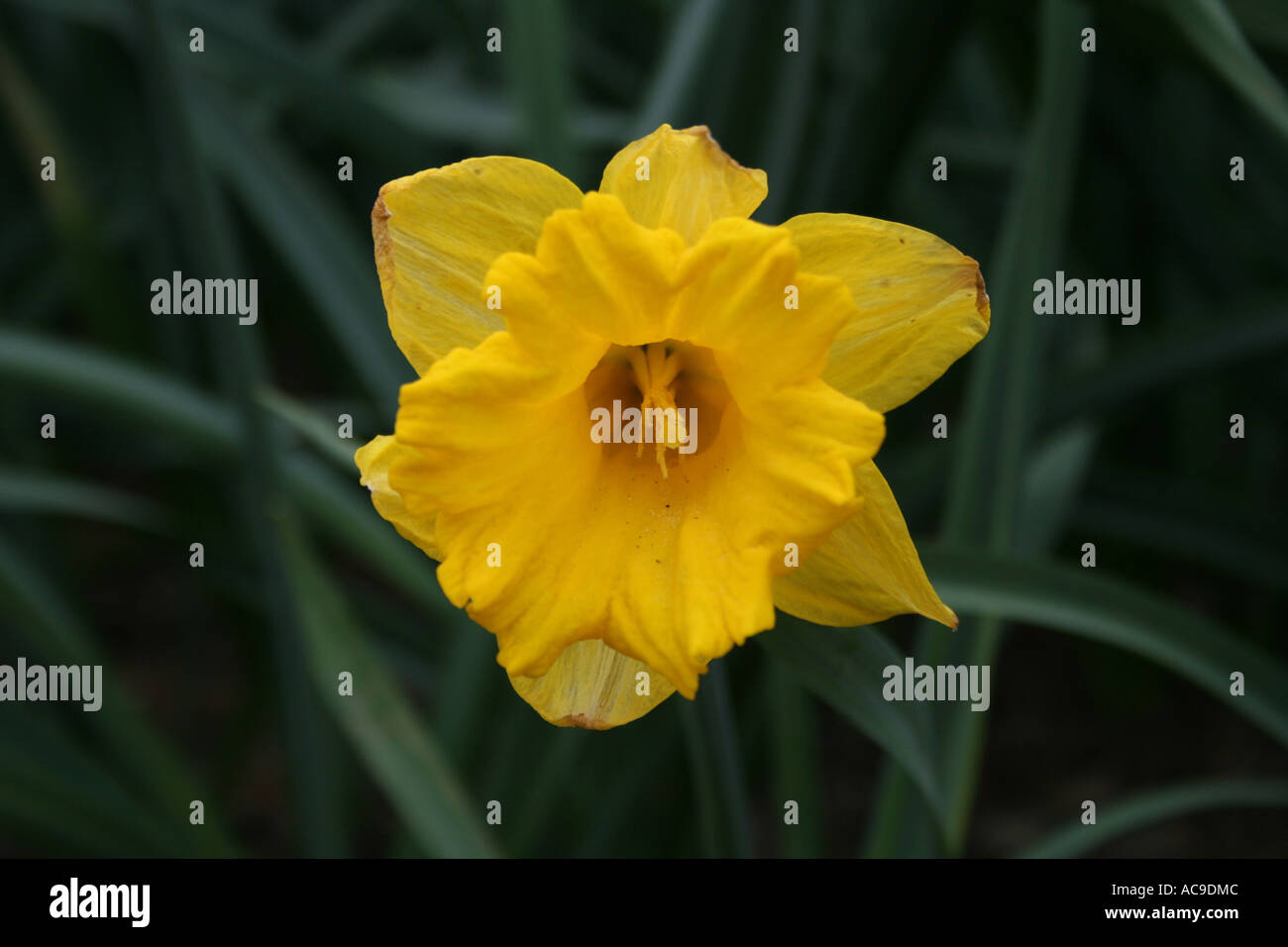 Showcasing bulbous yellow petals hi-res stock photography and images ...