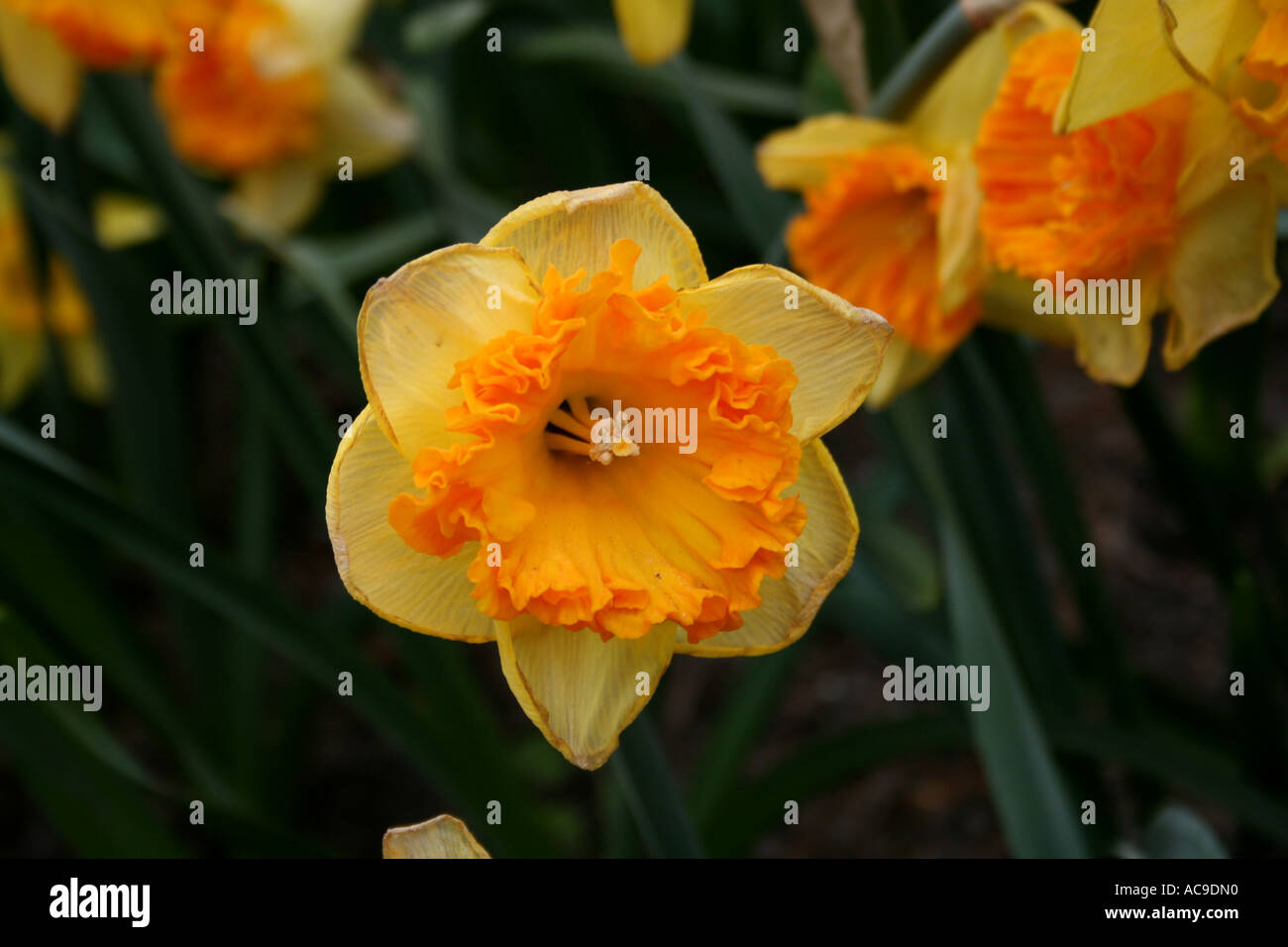 Spring signal hi-res stock photography and images - Alamy