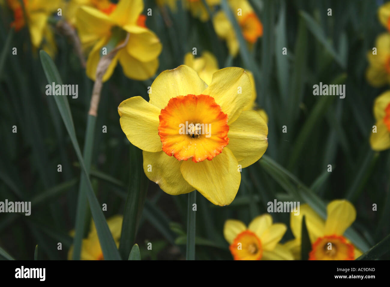 Striking spring daffodils hi-res stock photography and images - Alamy