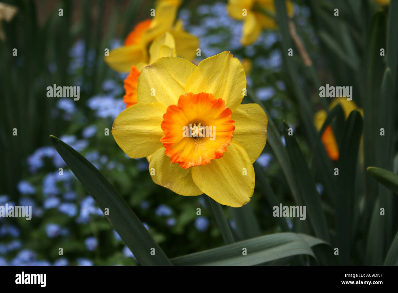Striking spring daffodils hi-res stock photography and images - Alamy