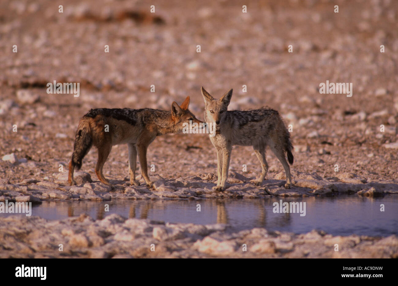 Two jackals hi-res stock photography and images - Alamy