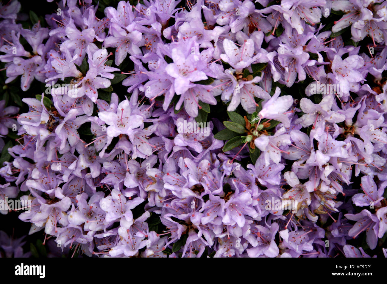 Dense cluster of lavender rhododendrons in full spring bloom Stock ...