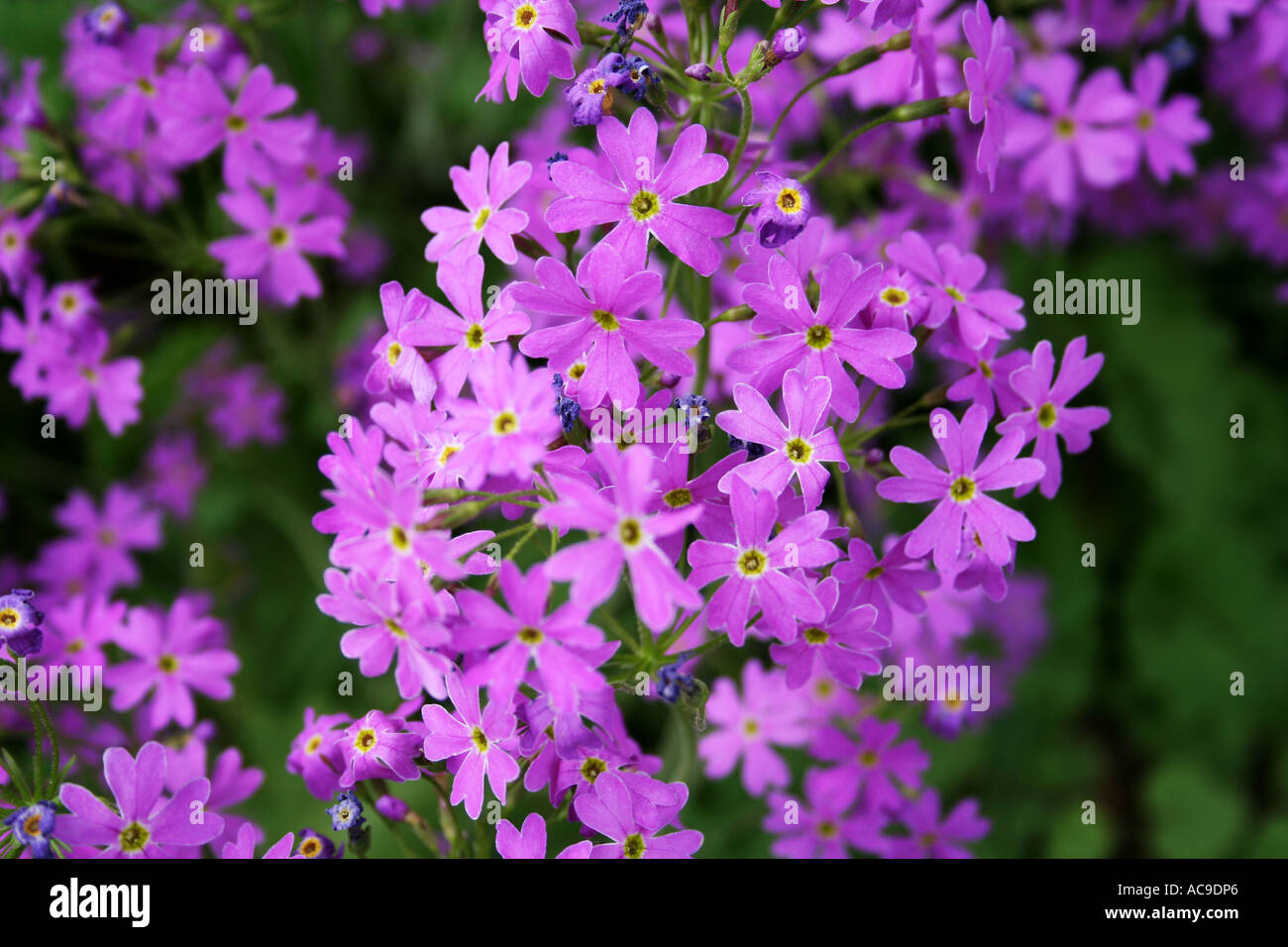 Clusters of purple primrose flowers in a lush spring display Stock ...