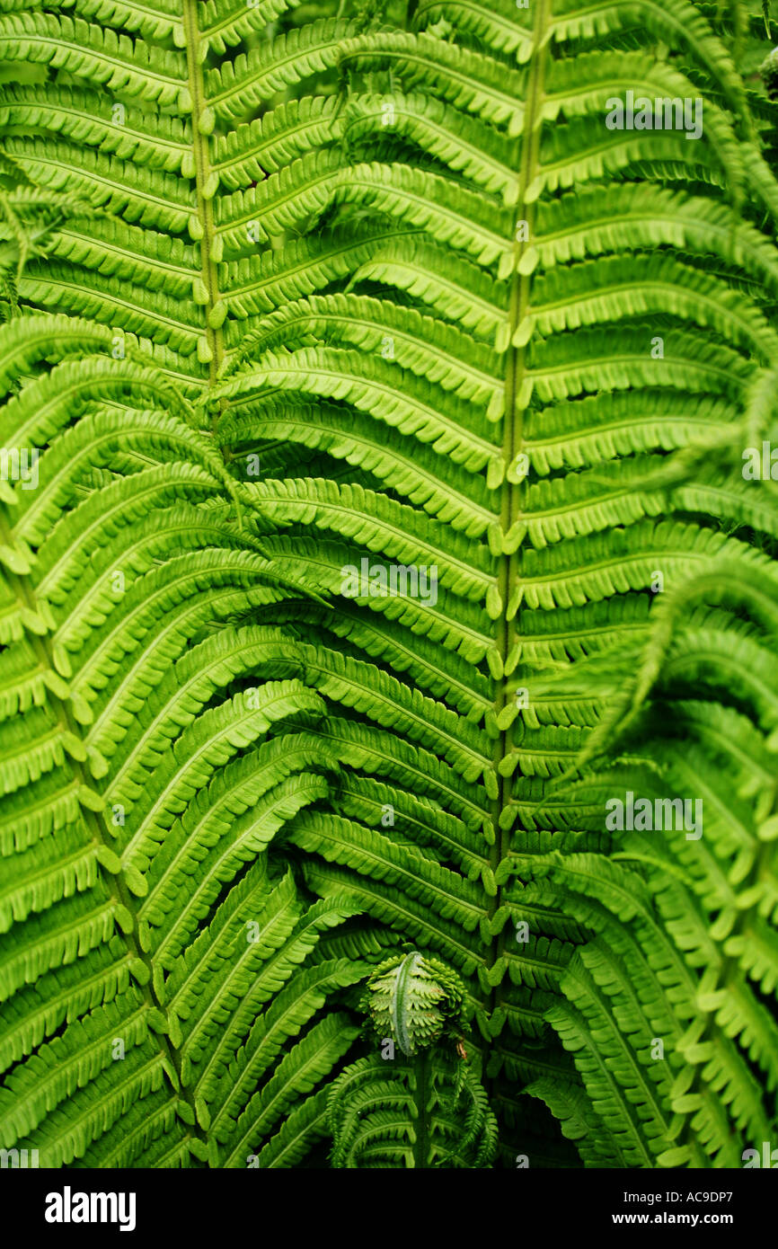 Lush fern fronds unfold in a symmetrical natural pattern Stock Photo ...
