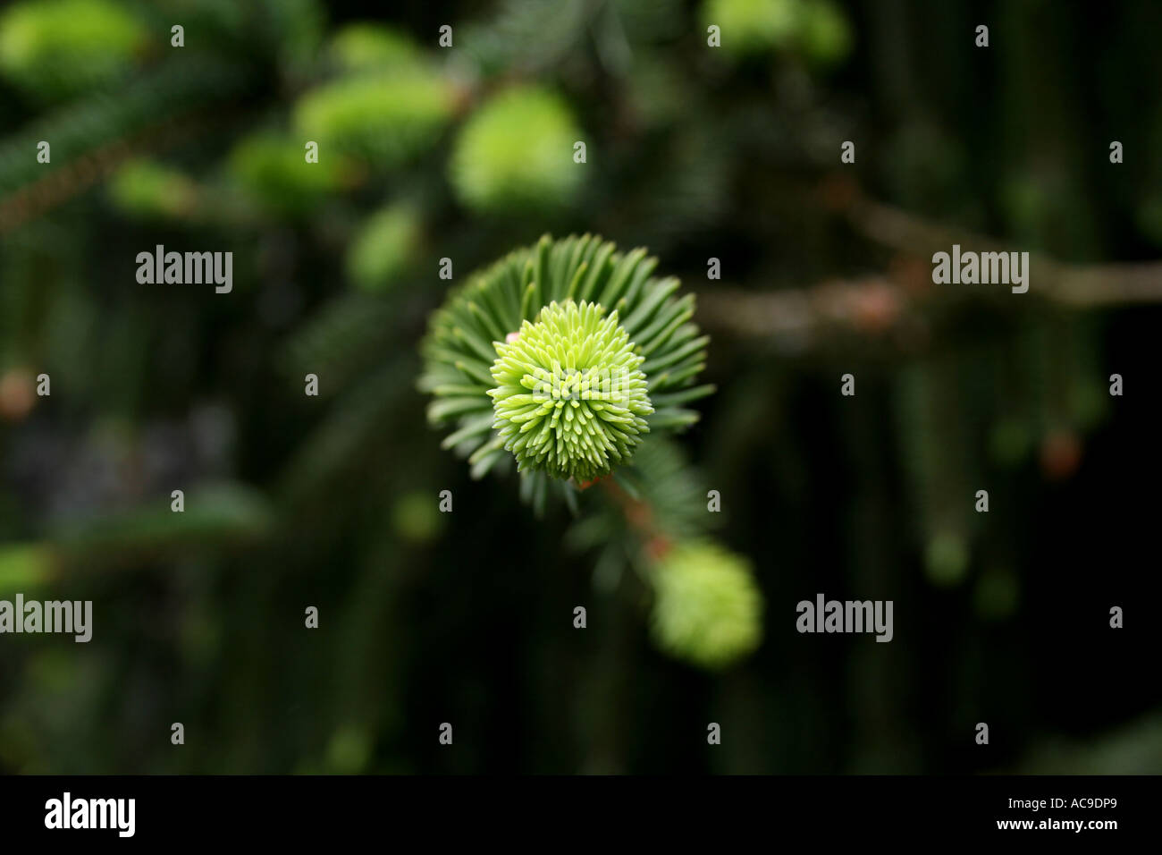 Emerging shoots hi-res stock photography and images - Alamy