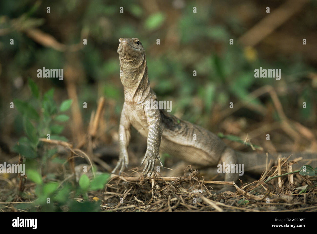 Bengal monitor lizard Varanus benghalensis Keoladeo Ghana NP Bharatpur ...