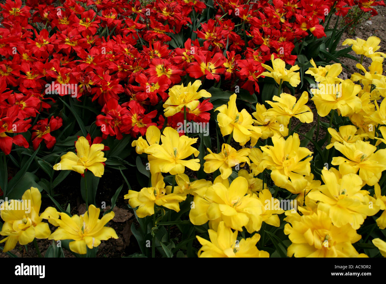 Vibrant yellow petals in detail hi-res stock photography and images - Alamy