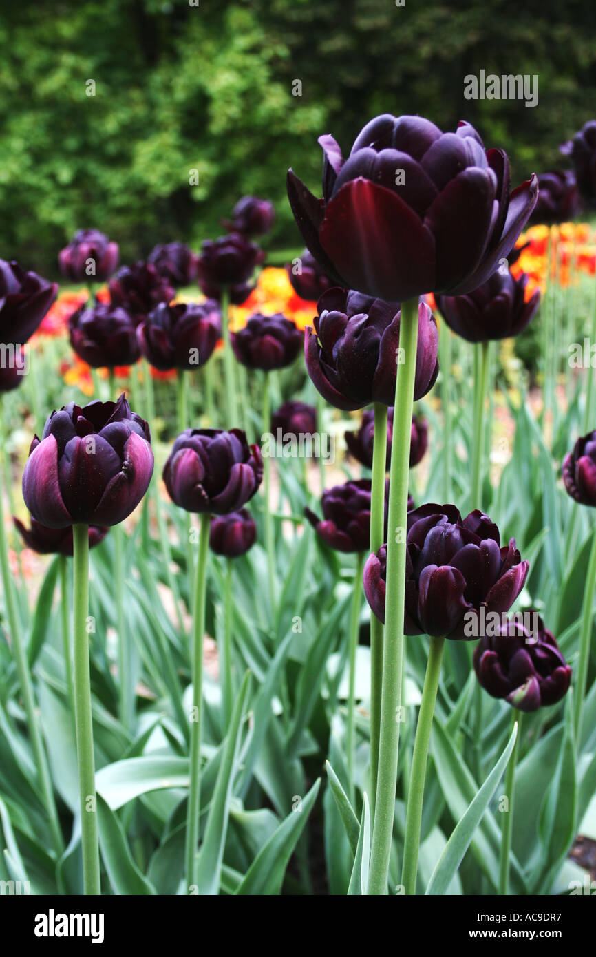 Dark purple tulips against a soft garden backdrop Stock Photo - Alamy