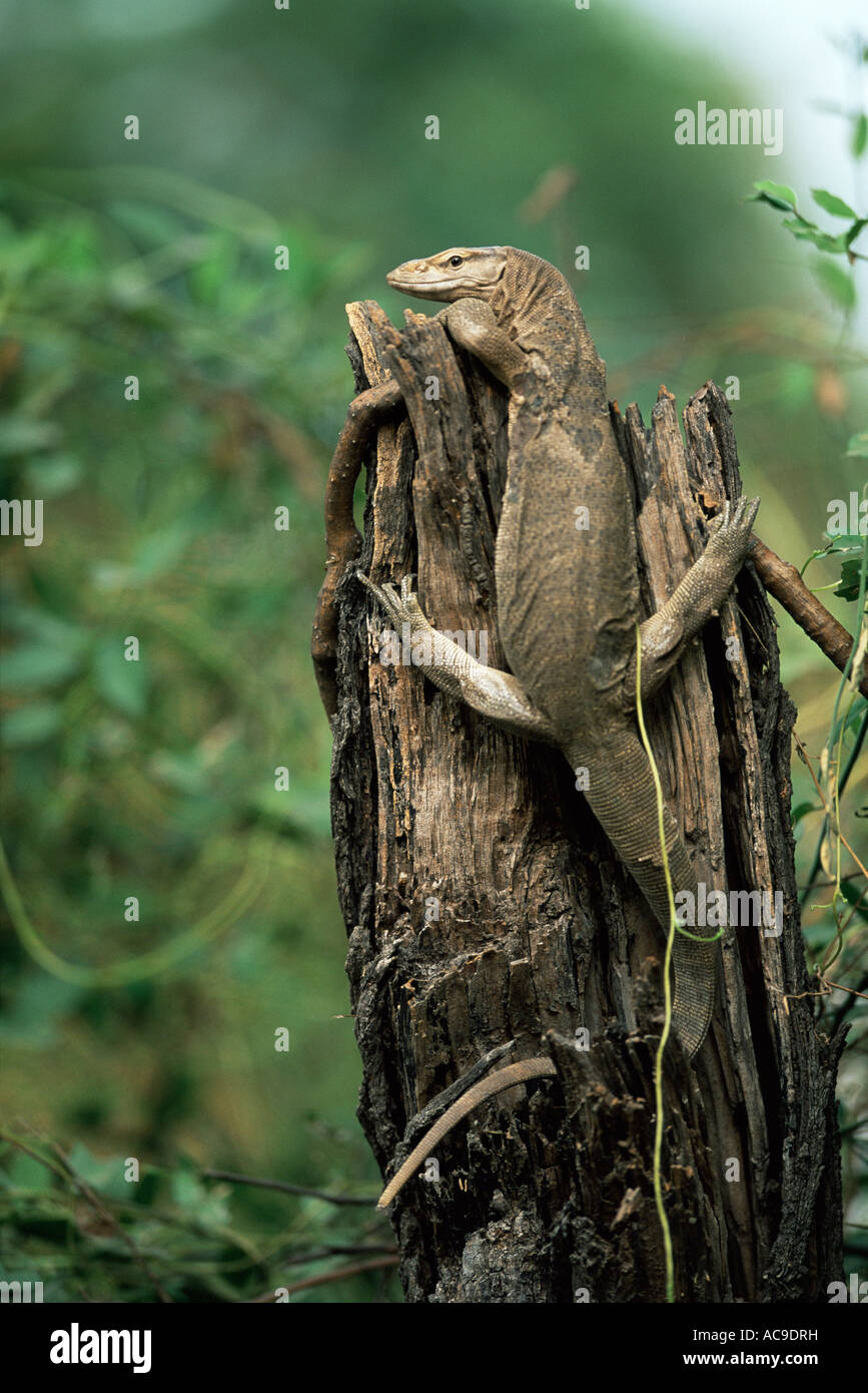 Reptiles lizards india hi-res stock photography and images - Alamy