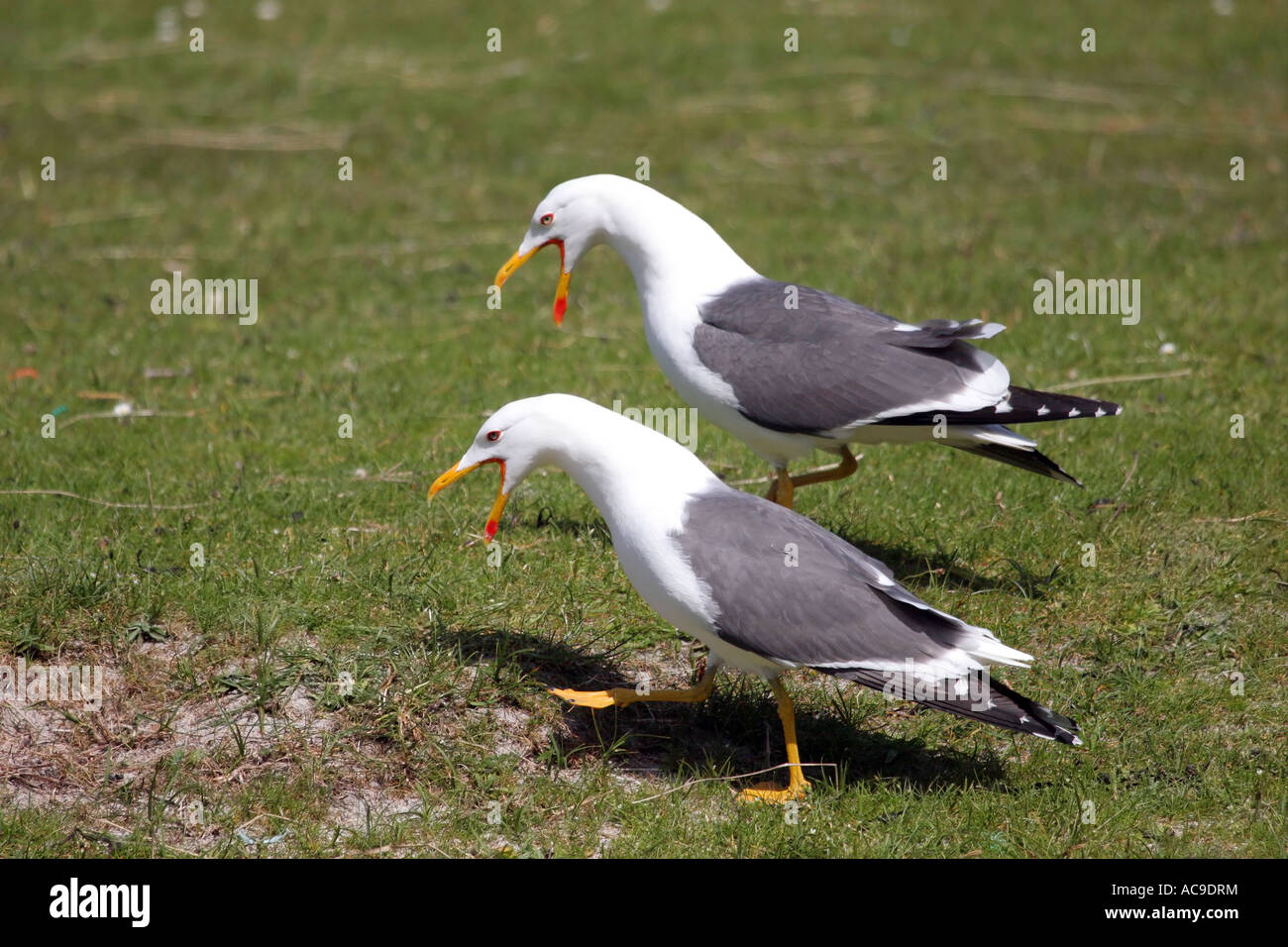 Lesser black backed gulls Larus fuscus Displaying Isle of Mull Scotland ...