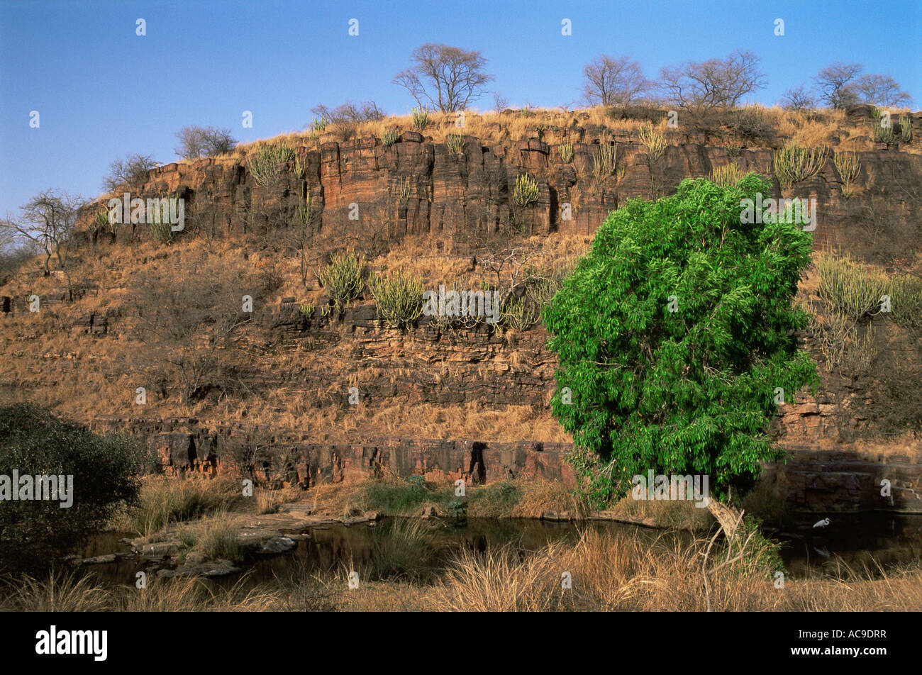 Tropical dry forest habitat in Lakarda Valley Ranthambhore NP Rajasthan ...