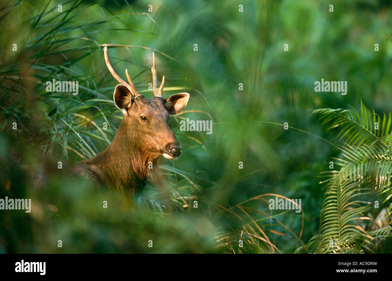 Male Indian sambar deer in vegetation Cervus unicolor Kaziranga NP ...
