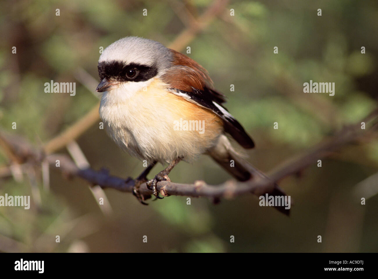 Black headed Rufous backed shrike Lanius schach Keoladeo Ghana NP India ...