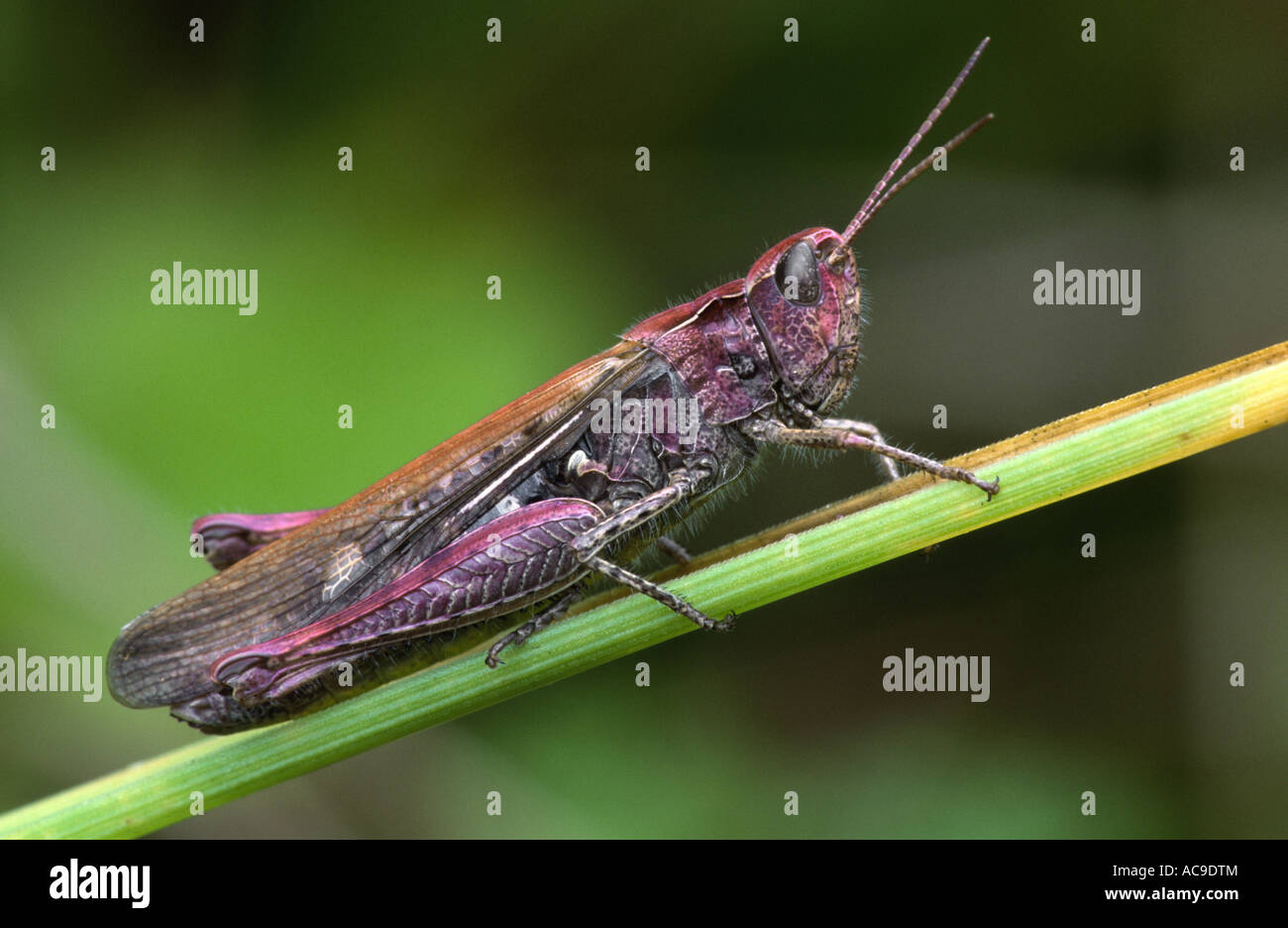 Profile portrait of Rufous grasshopper Gomphocerippus rufus Argonne NE ...