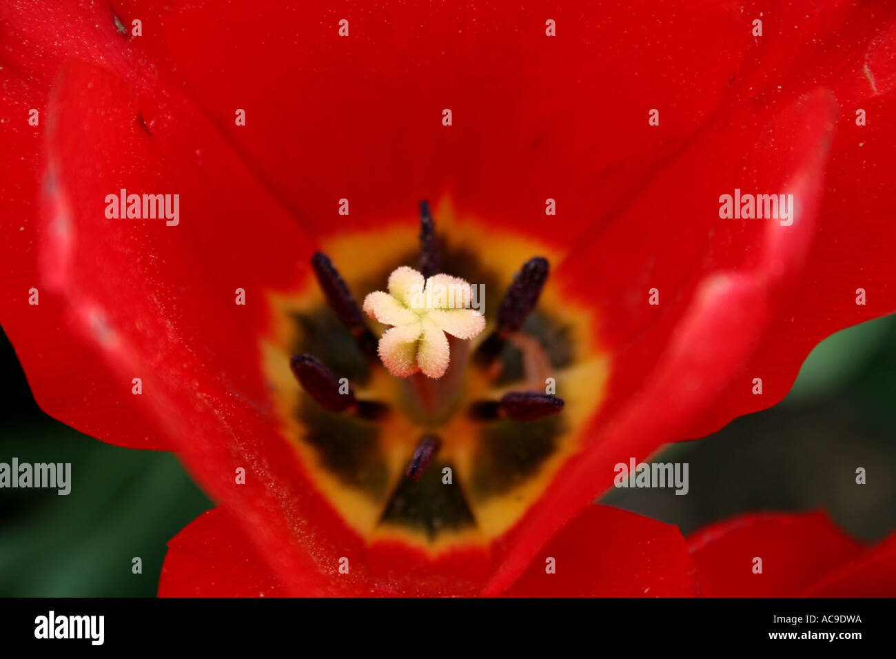 Close-up of the inside of a vibrant red tulip, showcasing its detailed stamen and pistil against ...