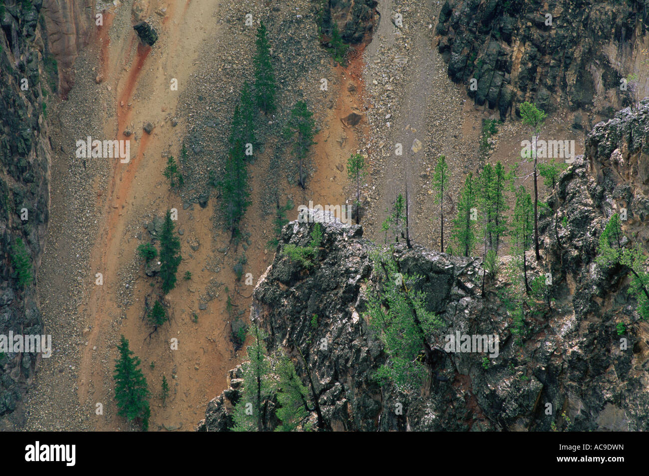 Trees growing vertically out of cliffs Yellowstone River canyon ...