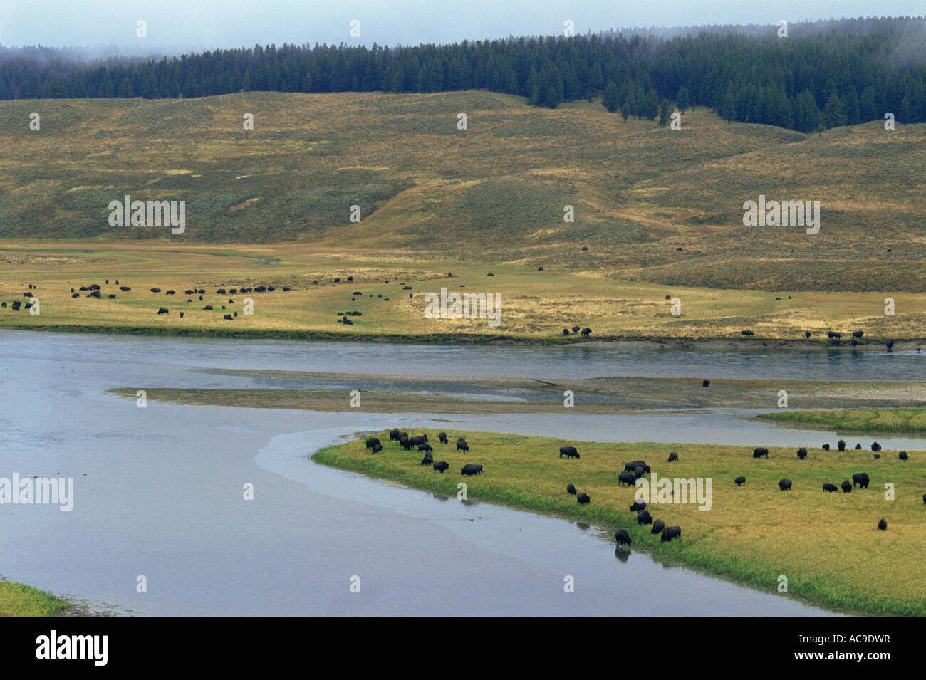 Large herd of Bison grazing Bison bison in Hayden Valley near ...