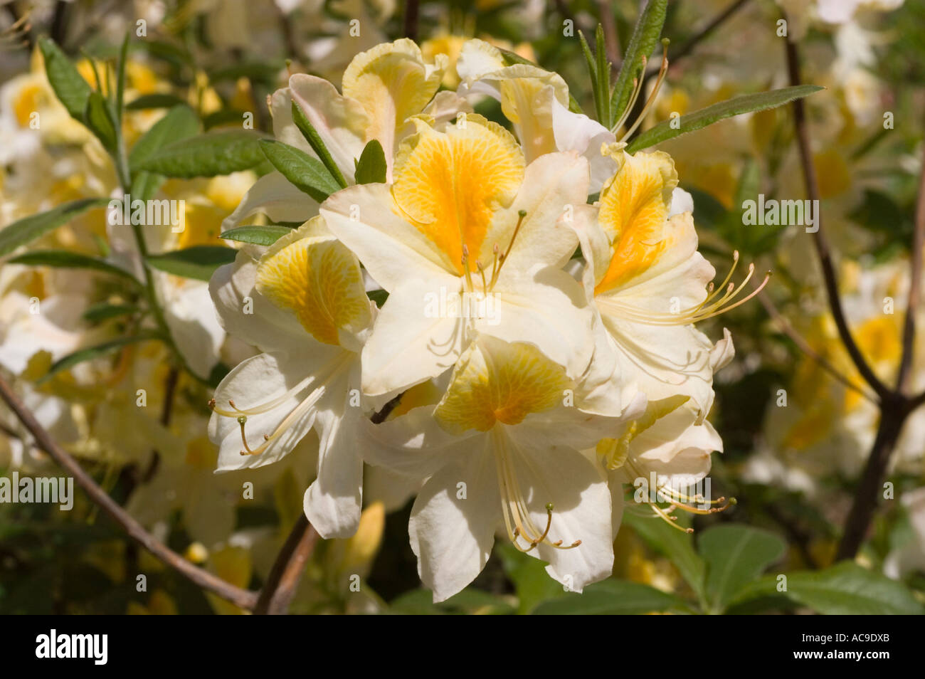 Pale yellow azalea hi-res stock photography and images - Alamy