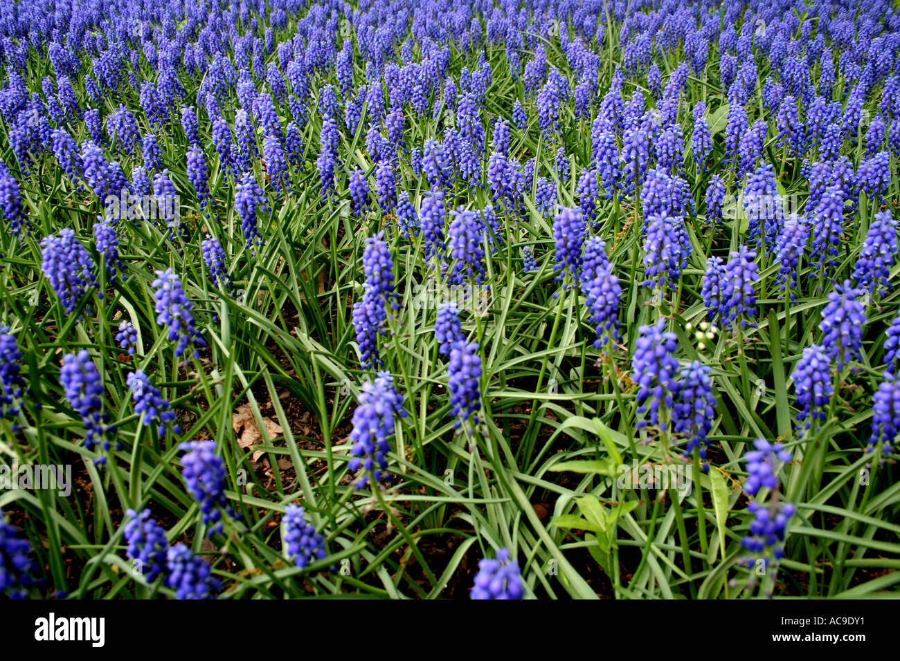 Dense arrangement of blooms hi-res stock photography and images - Alamy