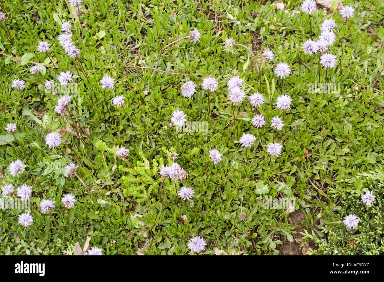 Spherical cluster of small flowers hi-res stock photography and images ...