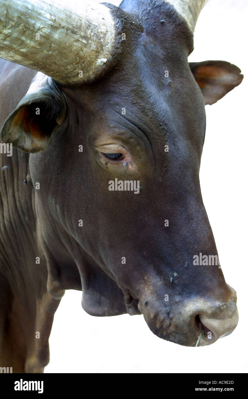 Ox of the watussi High Resolution Stock Photography and Images - Alamy