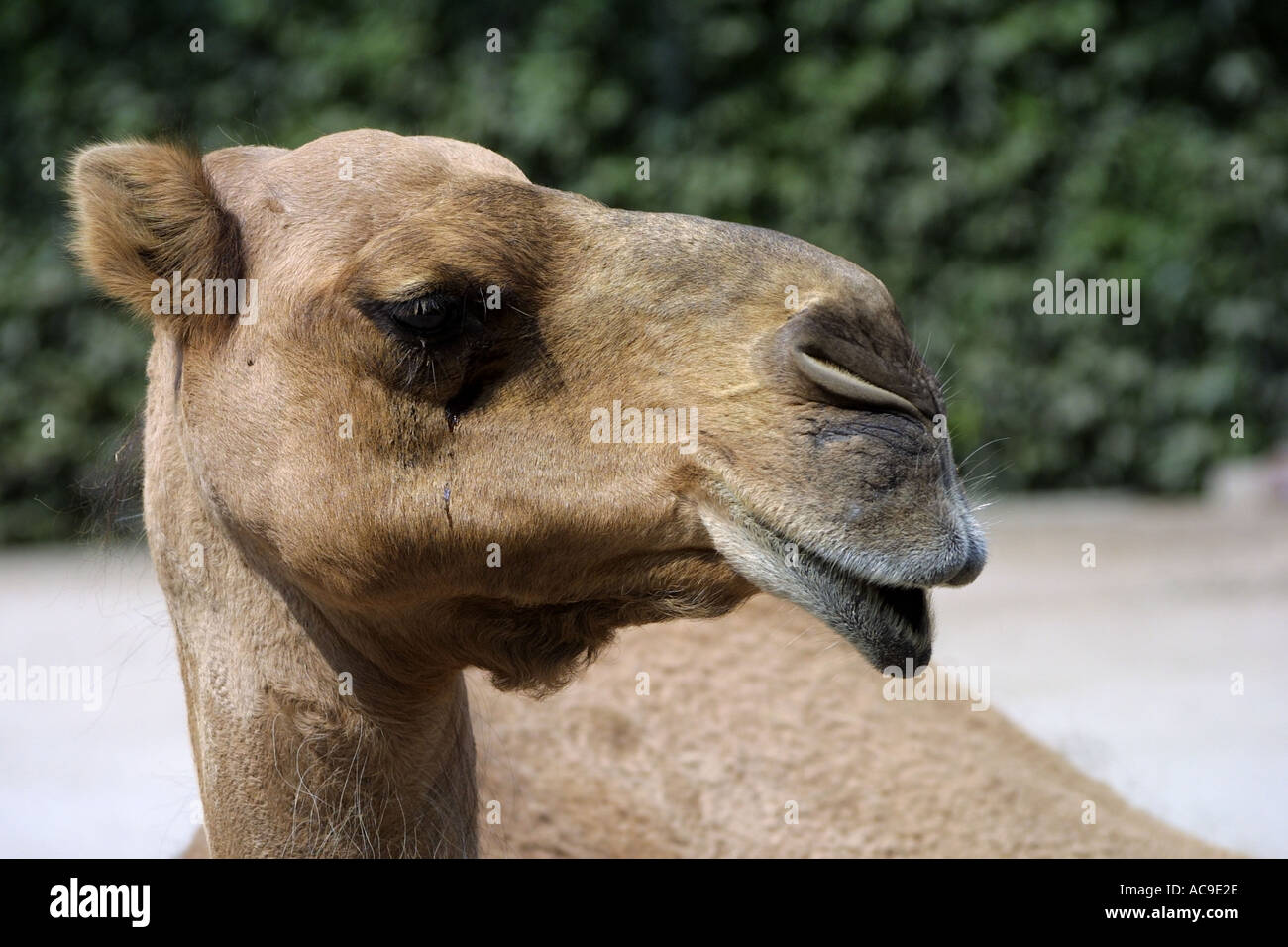 Dromedar camelus dromedarius hi-res stock photography and images - Alamy