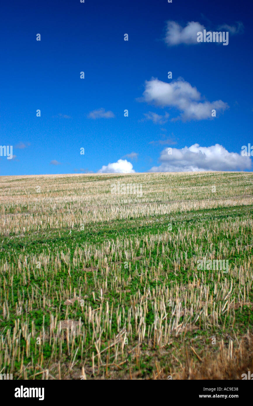 High yield harvested, stubble left after crop has been taken from the ...