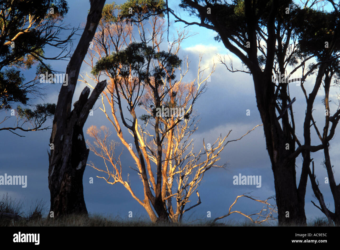Tasmania, gum trees in afternoon light, photo by Bruce Miller Stock ...