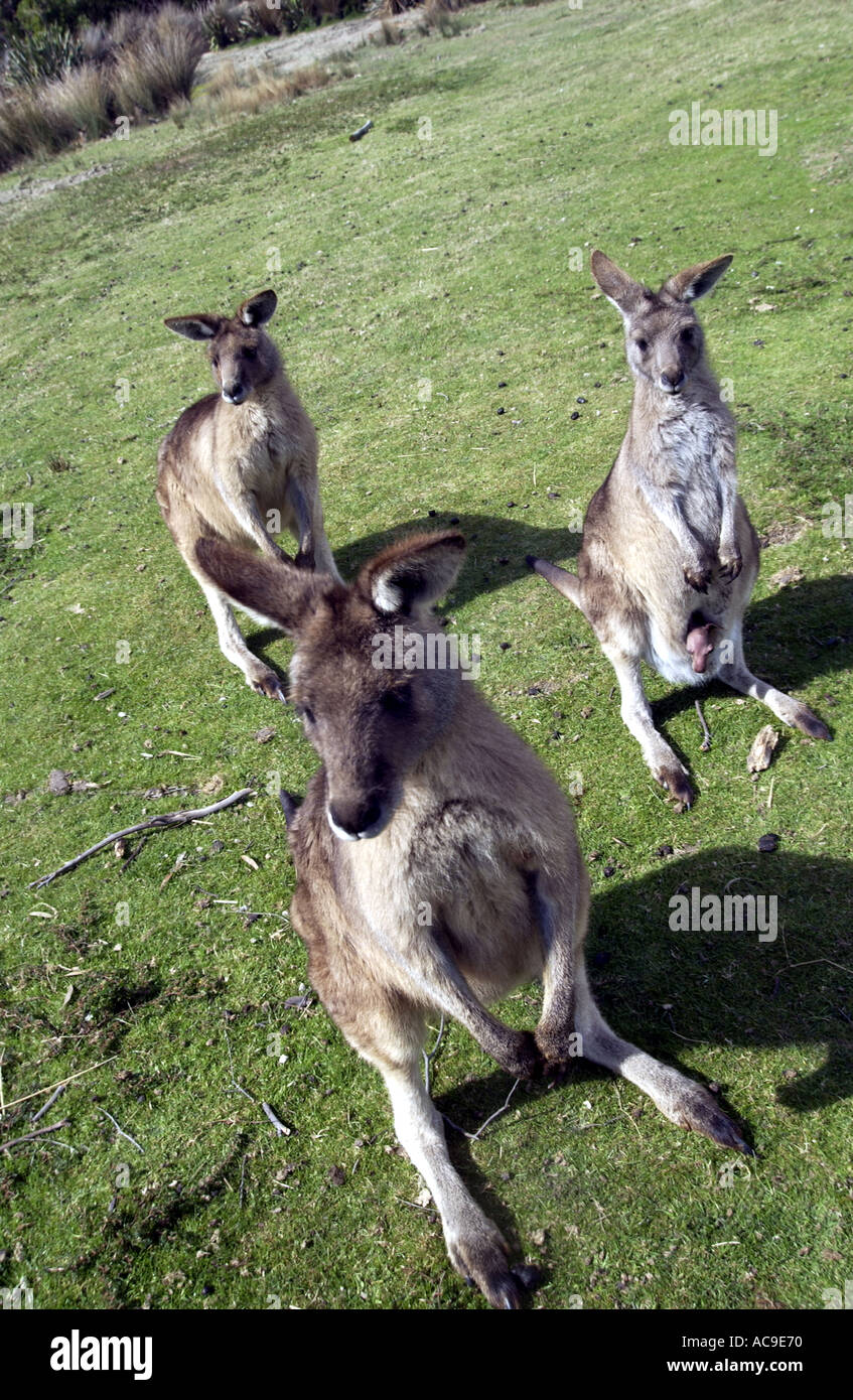 Tasmania wallabies , photo by Bruce Miller Stock Photo - Alamy
