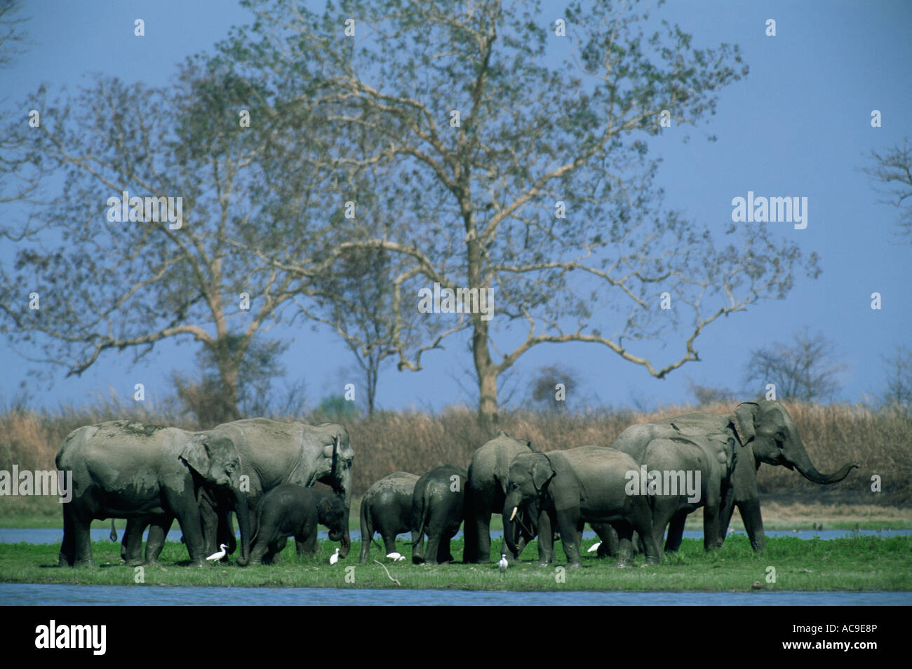 Large family herd of wild Indian elephants Elephas maximus with cattle ...