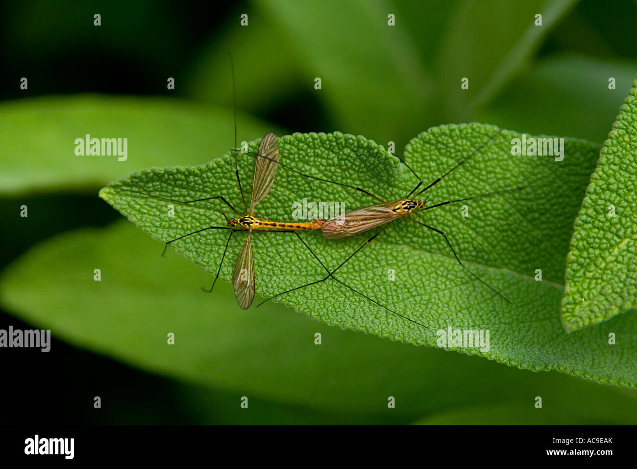 Bug mating hi-res stock photography and images - Alamy