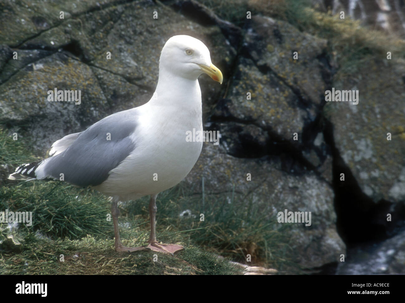 Landscape format herring gull hi-res stock photography and images - Alamy