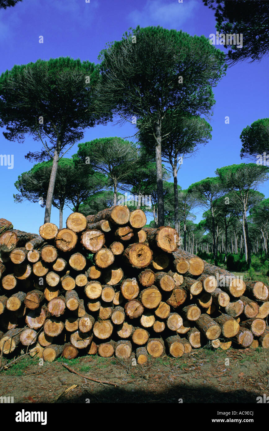 Italian stone pine trees and cut logs Pinus pinea Cadiz Spain Stock ...