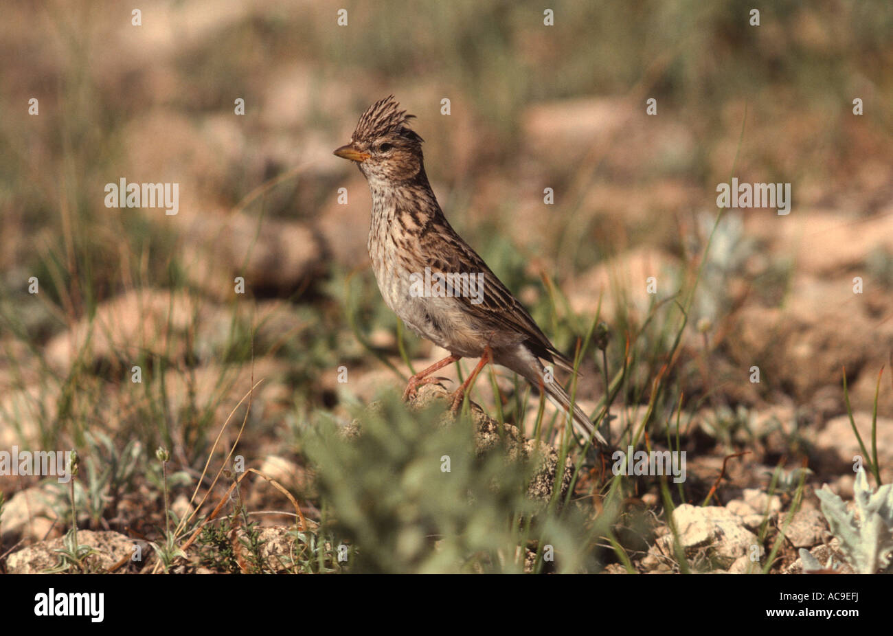 Lesser short toed lark Calandrella rufescens Alicante Spain Stock Photo ...