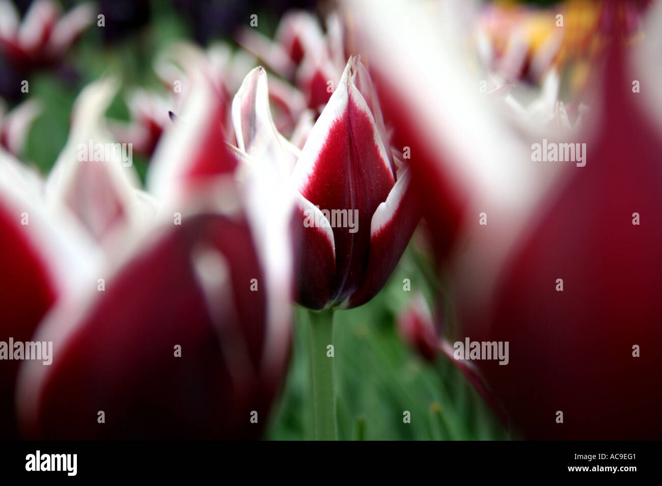 Close up maroon white tulip hi-res stock photography and images - Alamy