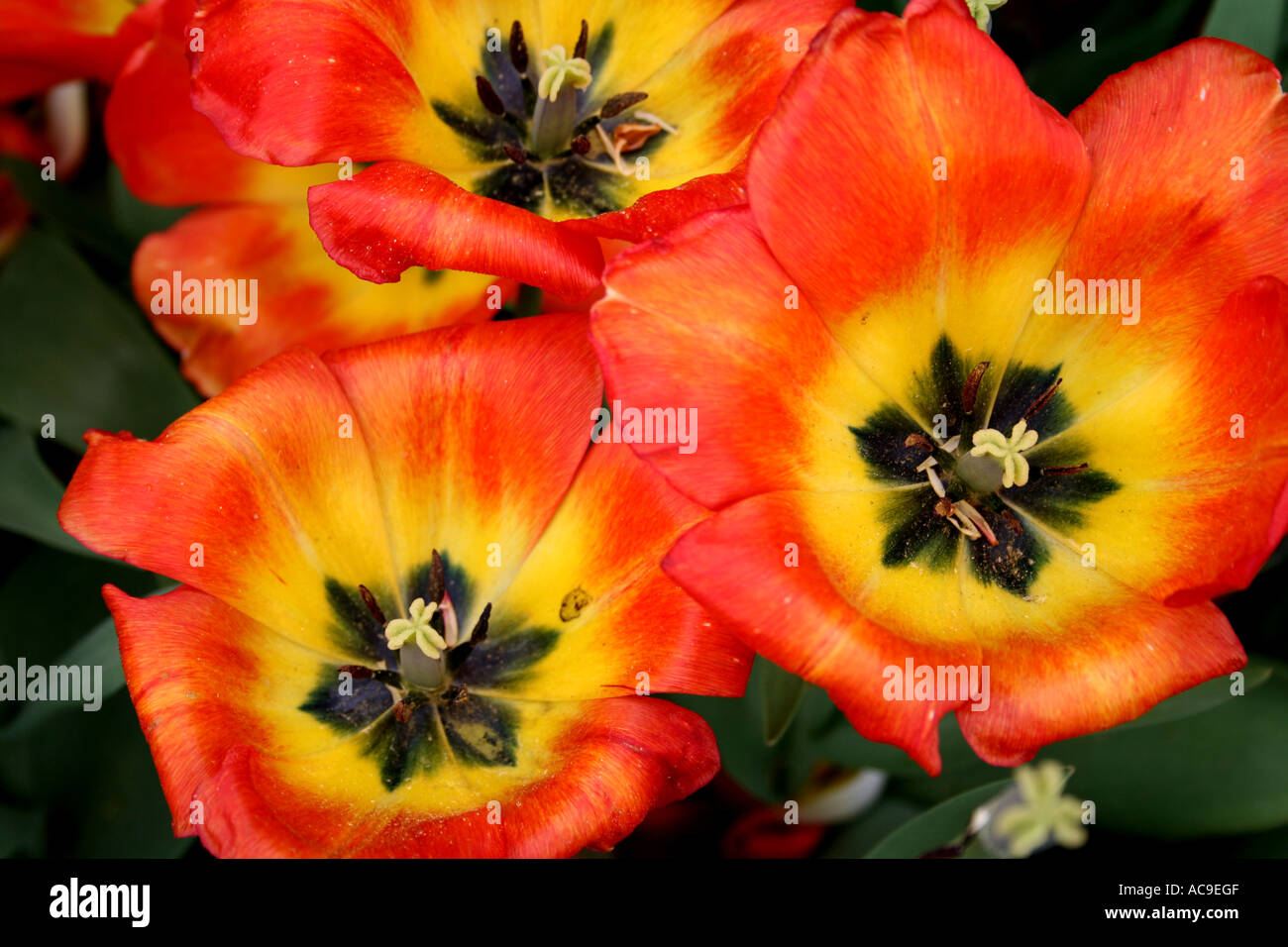 Plants intricate blooms hi-res stock photography and images - Alamy
