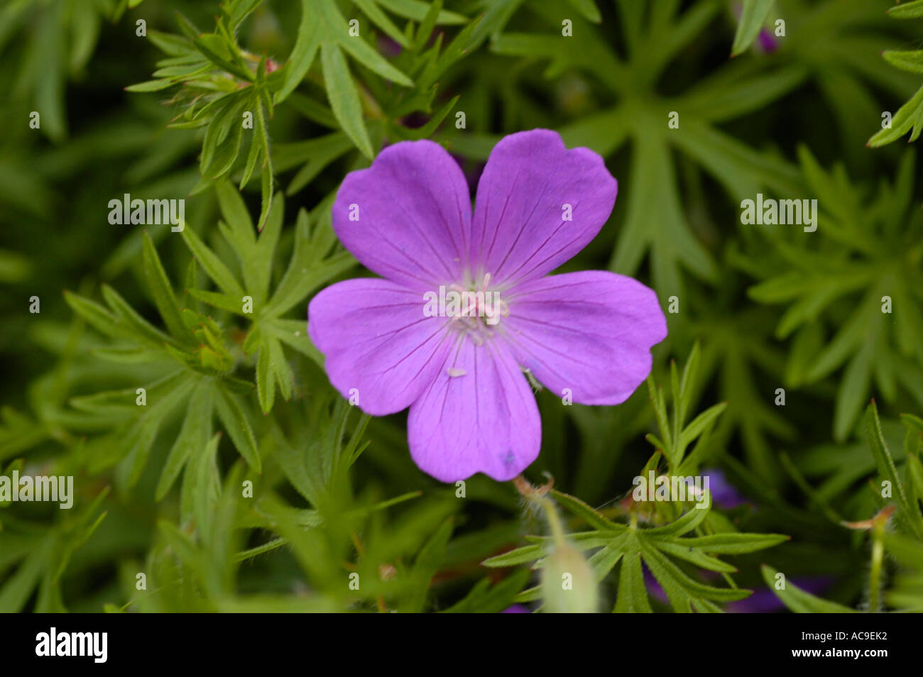 Flowers of cranesbill Geraniaceae Geranium sanguineum Caucasus range ...