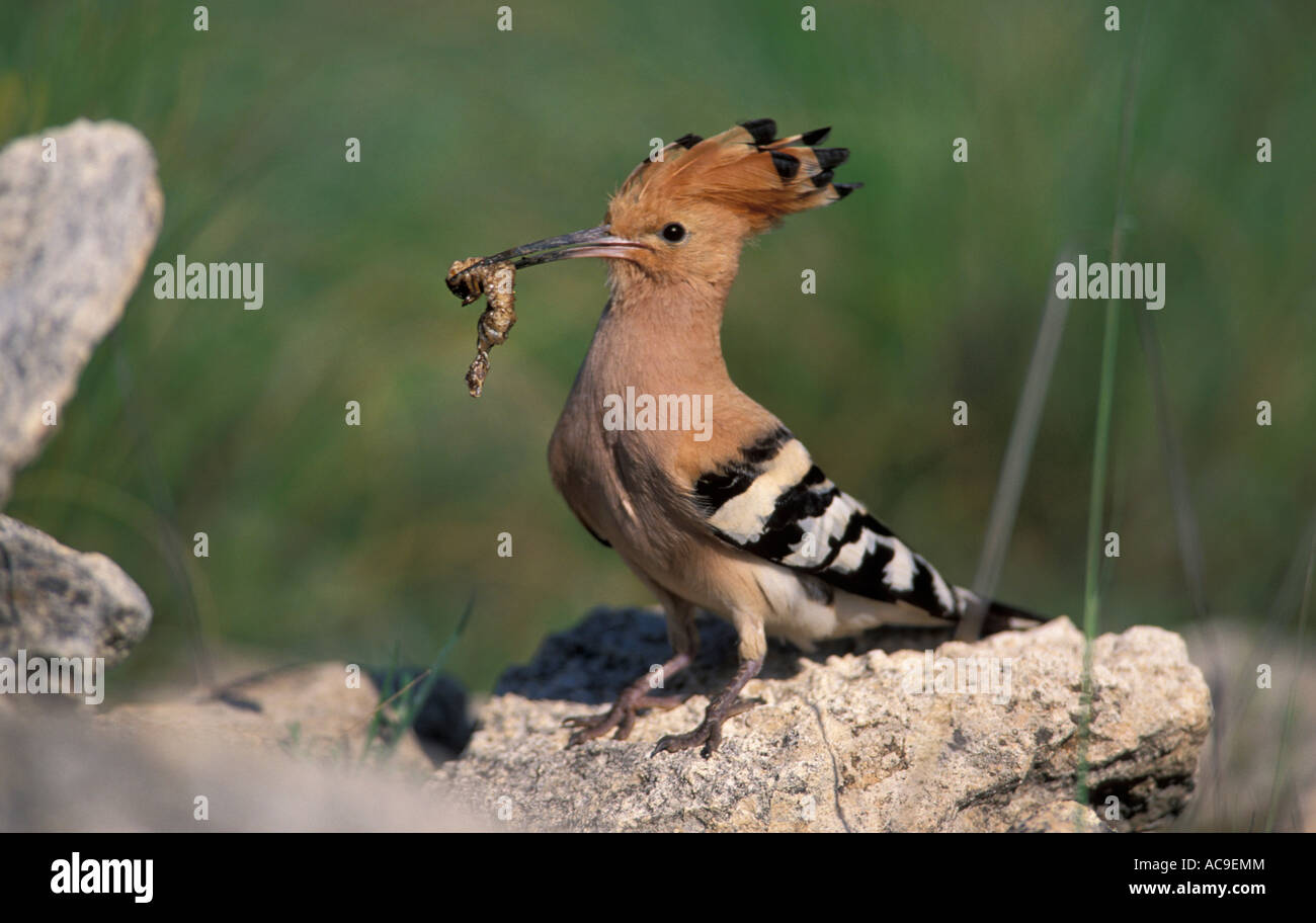 Hoopoe with food in beak Upupa epops Spain Stock Photo - Alamy