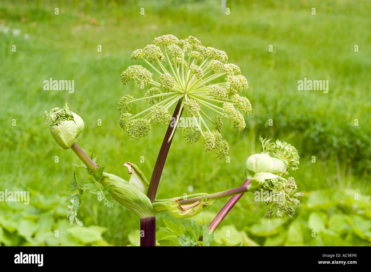 Close-up of Apiaceae Angelica Archangelica subsp Litoralis flower and ...