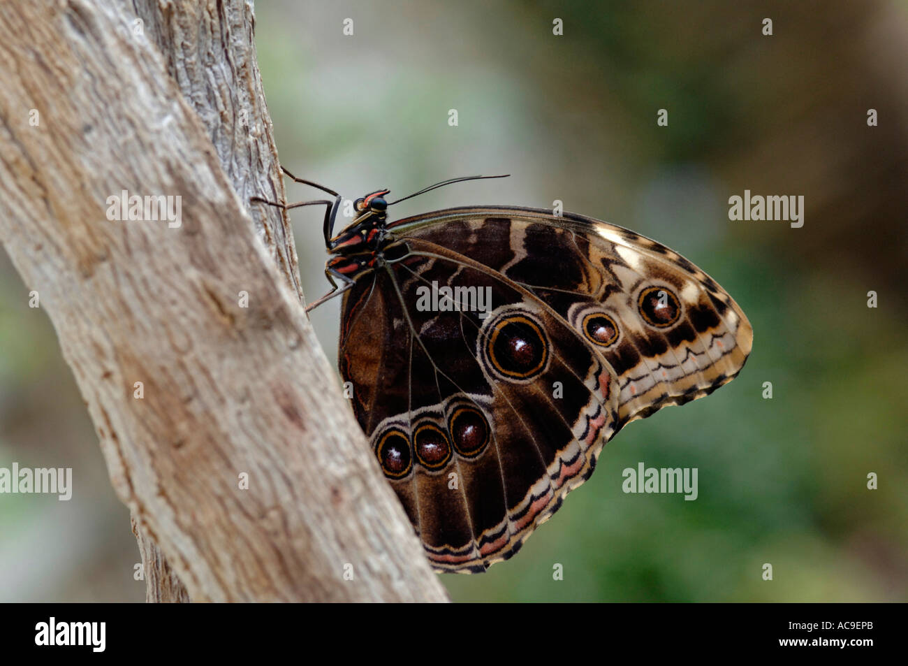 Blue Morpho, Morpho peleides, Morphidae, Belize Stock Photo - Alamy