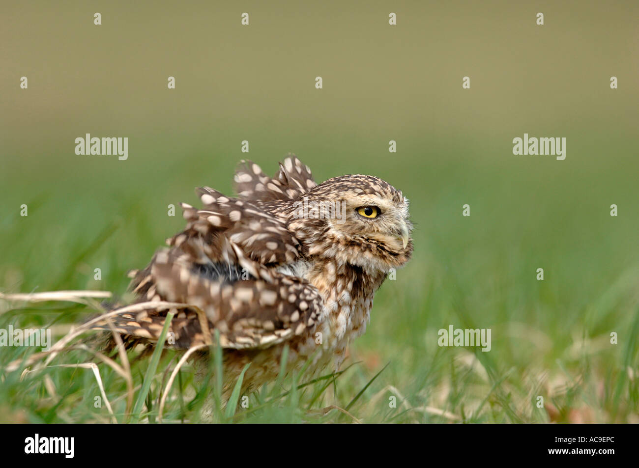 Gopher owl hi-res stock photography and images - Alamy