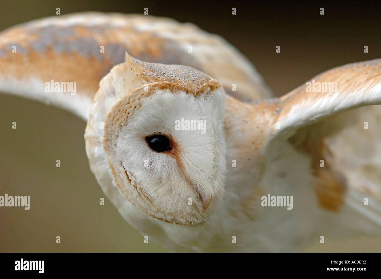 Barn Owl Tyto alba Stock Photo - Alamy