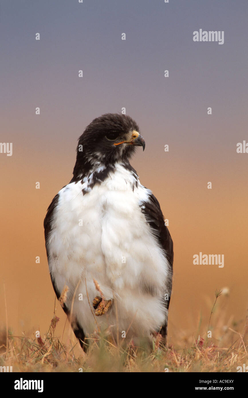 Augur buzzard Buteo rufofuscus augur Tanzania Stock Photo - Alamy
