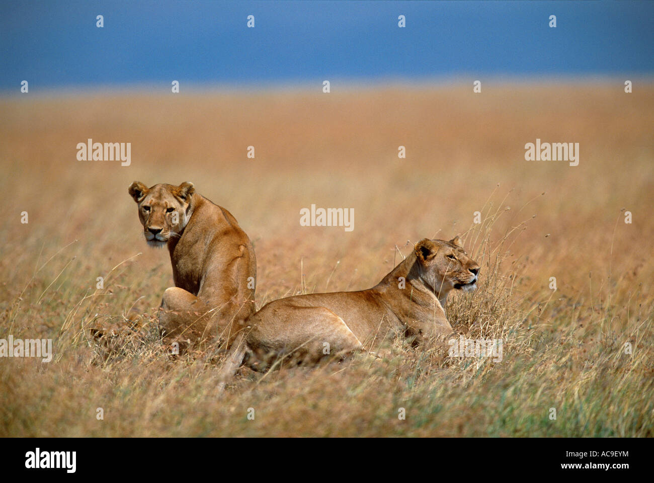 Two Lionesses on savanna Panthera leo Tanzania Stock Photo - Alamy