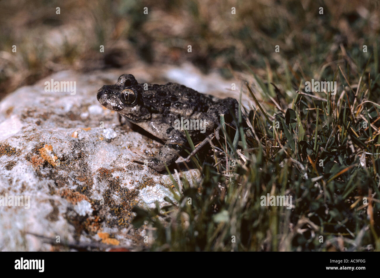 Parsley frog Pelodytes punctatus Spain Stock Photo - Alamy