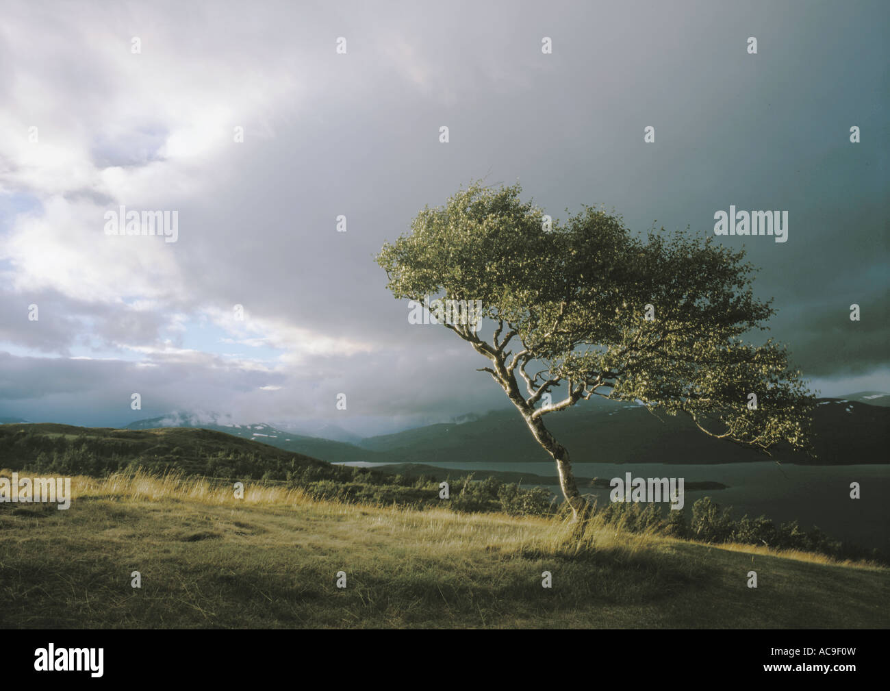 Tree in the storm Stock Photo - Alamy