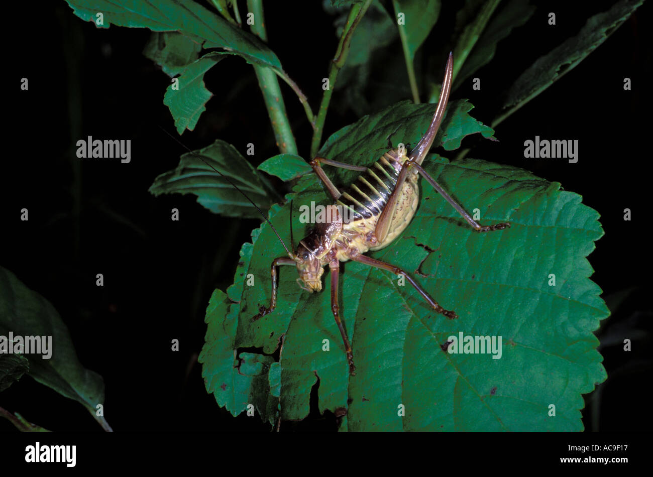 Ephippiger sp hi-res stock photography and images - Alamy